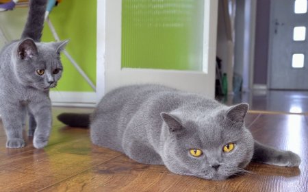 British Shorthair Kedisinin Özellikleri ve Bakımı - KEDİ YAVRUSU