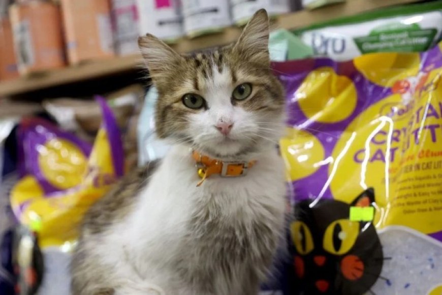 "Yedi Bela Hüsnü" Lakaplı Fenomen Kedi - KEDİ YAVRUSU