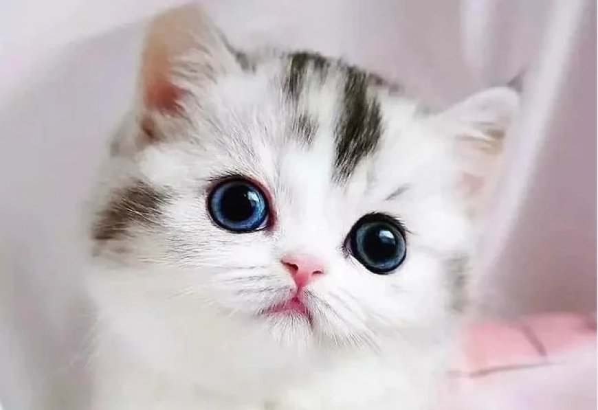 Bir Kedi Sahibi Olmanın Bilimsel Olarak Kanıtlanmış 10 Süper Ötesi ...