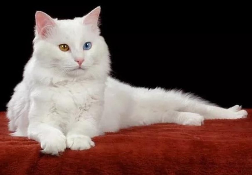 AFRODİT DEVI KEDİSİ (APHRODITE GIANT) KIBRIS’IN ZARİF VE DEV KEDİSİ ...